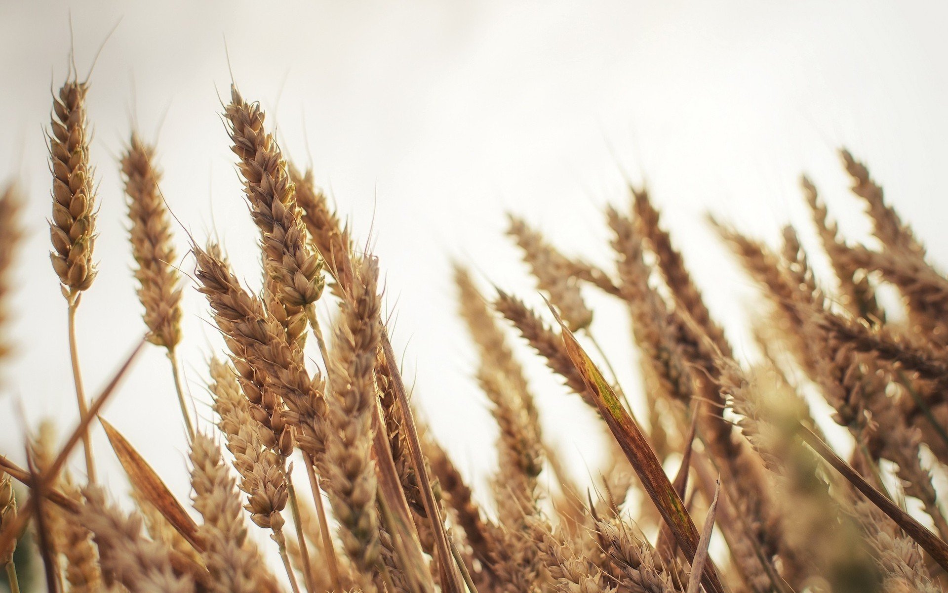 Download Nature Wheat HD Wallpaper