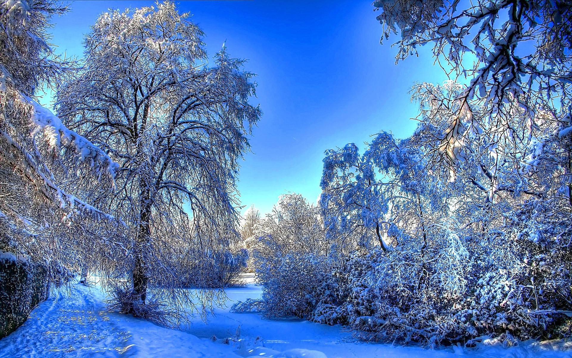 Winter's Embrace: Stunning HD Nature Wallpaper