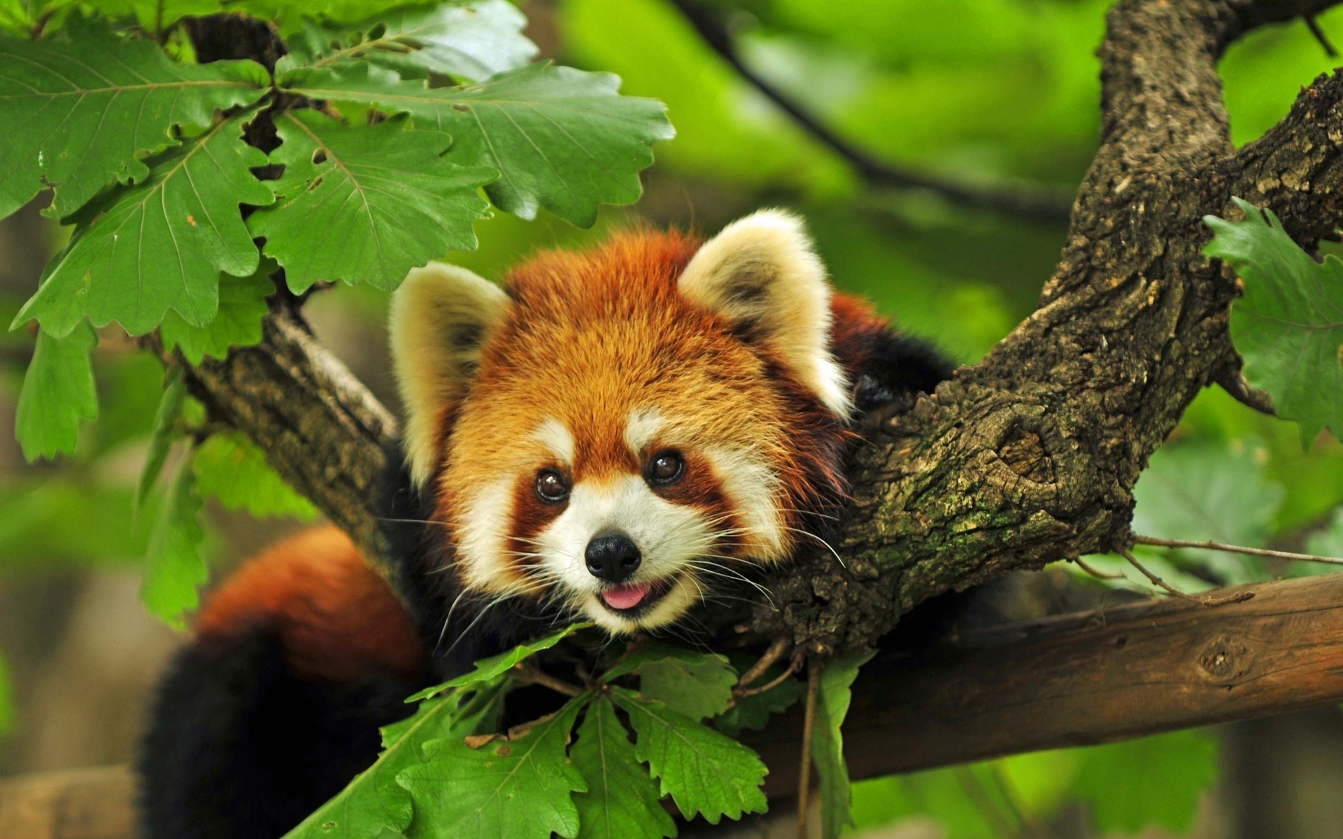 Download Animal Red Panda HD Wallpaper Download Animal Red Panda HD Wallpaper