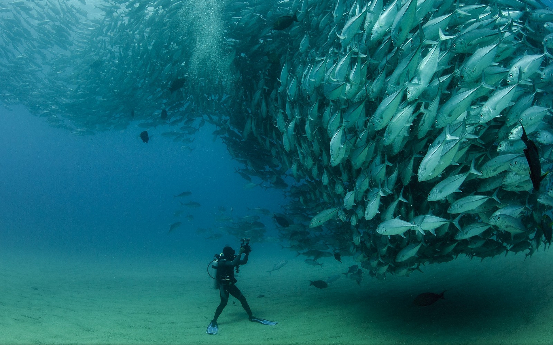 Download Animal Fish HD Wallpaper