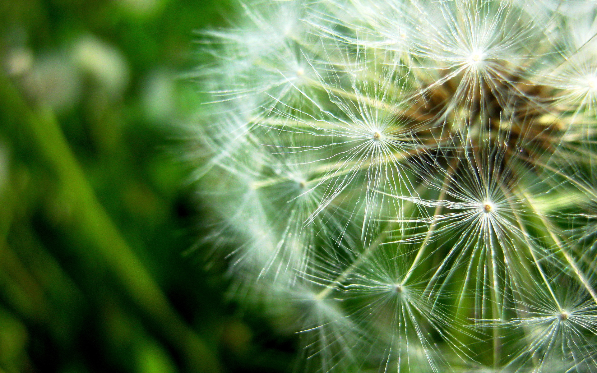 Download Nature Dandelion HD Wallpaper