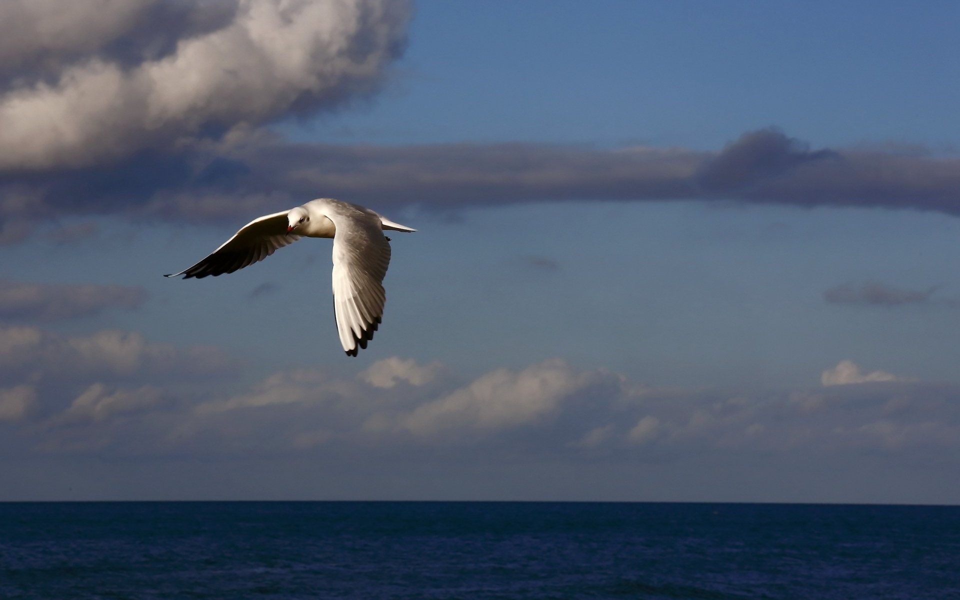 Seagulls Birds Wallpaper