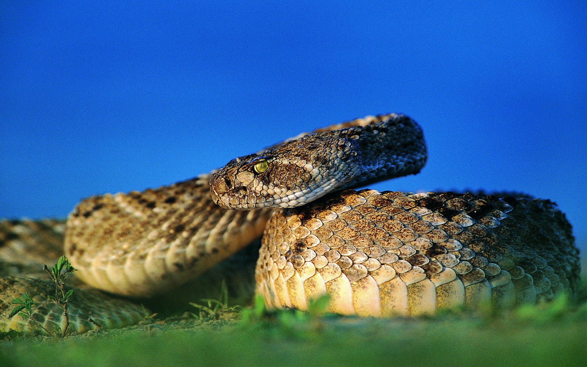 HD Snake Portrait: Majestic Animal in Nature | 1920x1200 | Wallpaper Abyss
