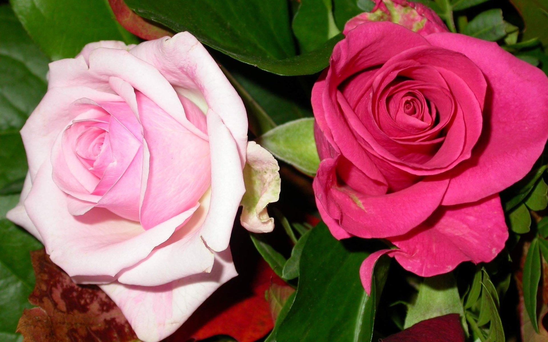 HD Nature’s Elegance: Stunning Pink & Red Roses Wallpaper | 1920x1200 ...