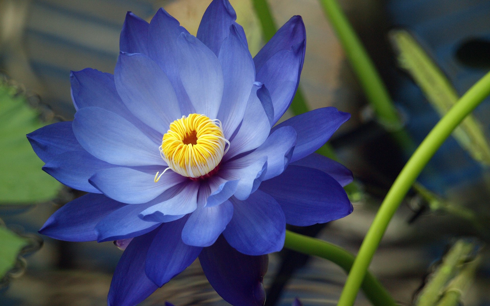 Vivid Blue Bloom: Stunning HD Nature Flower Wallpaper
