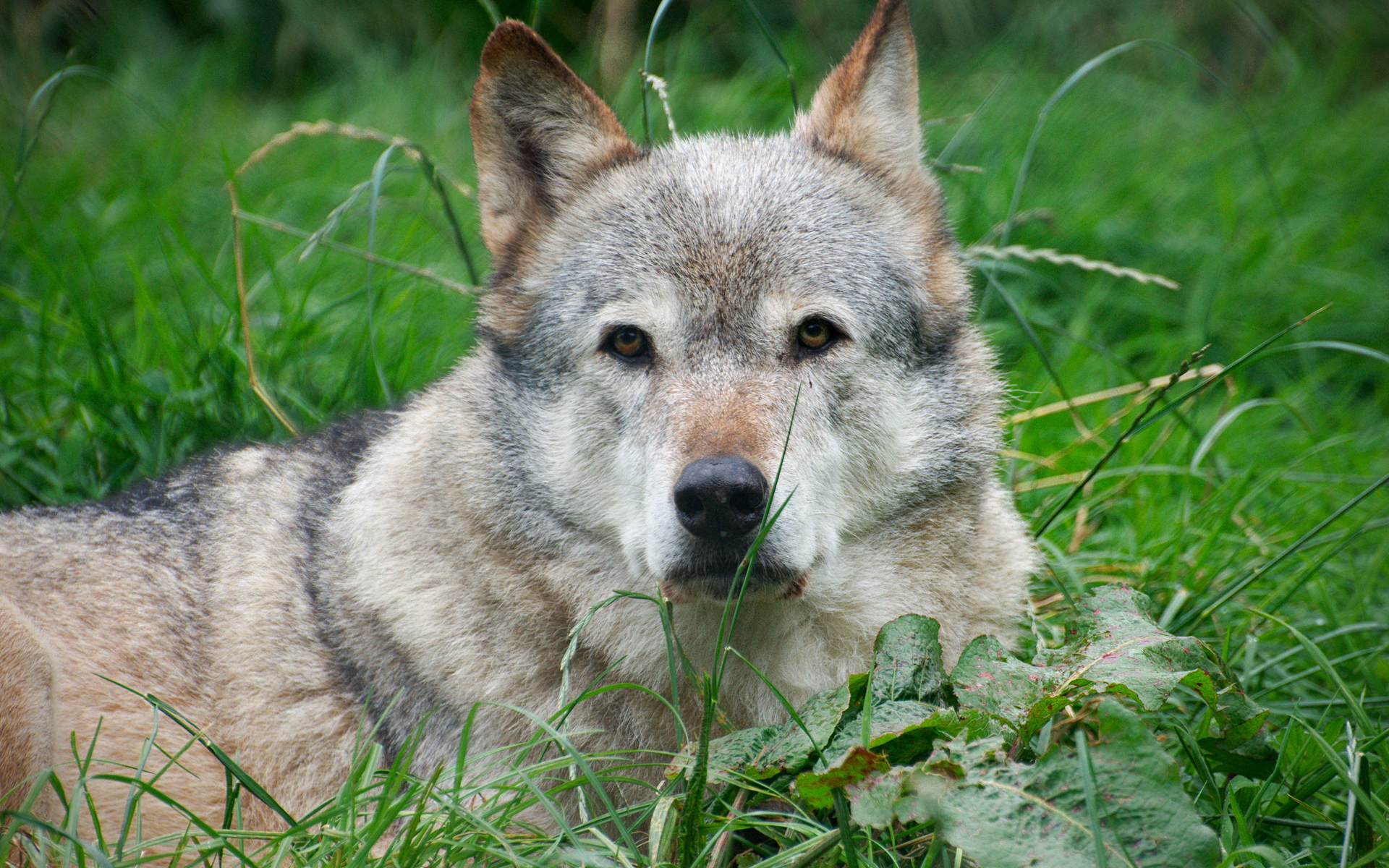 Download Animal Wolf HD Wallpaper