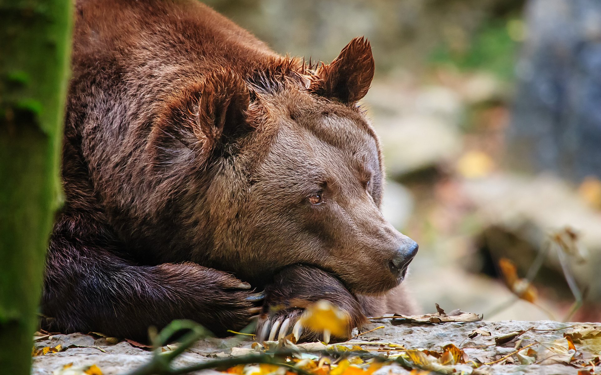Majestic Bear in Nature | HD Animal Wallpaper | 1920x1200 | Wallpaper Abyss