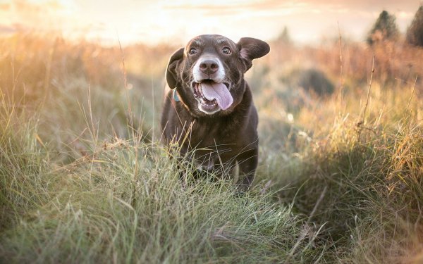 Labrador Retriever - Desktop Wallpapers, Phone Wallpaper, PFP, Gifs ...