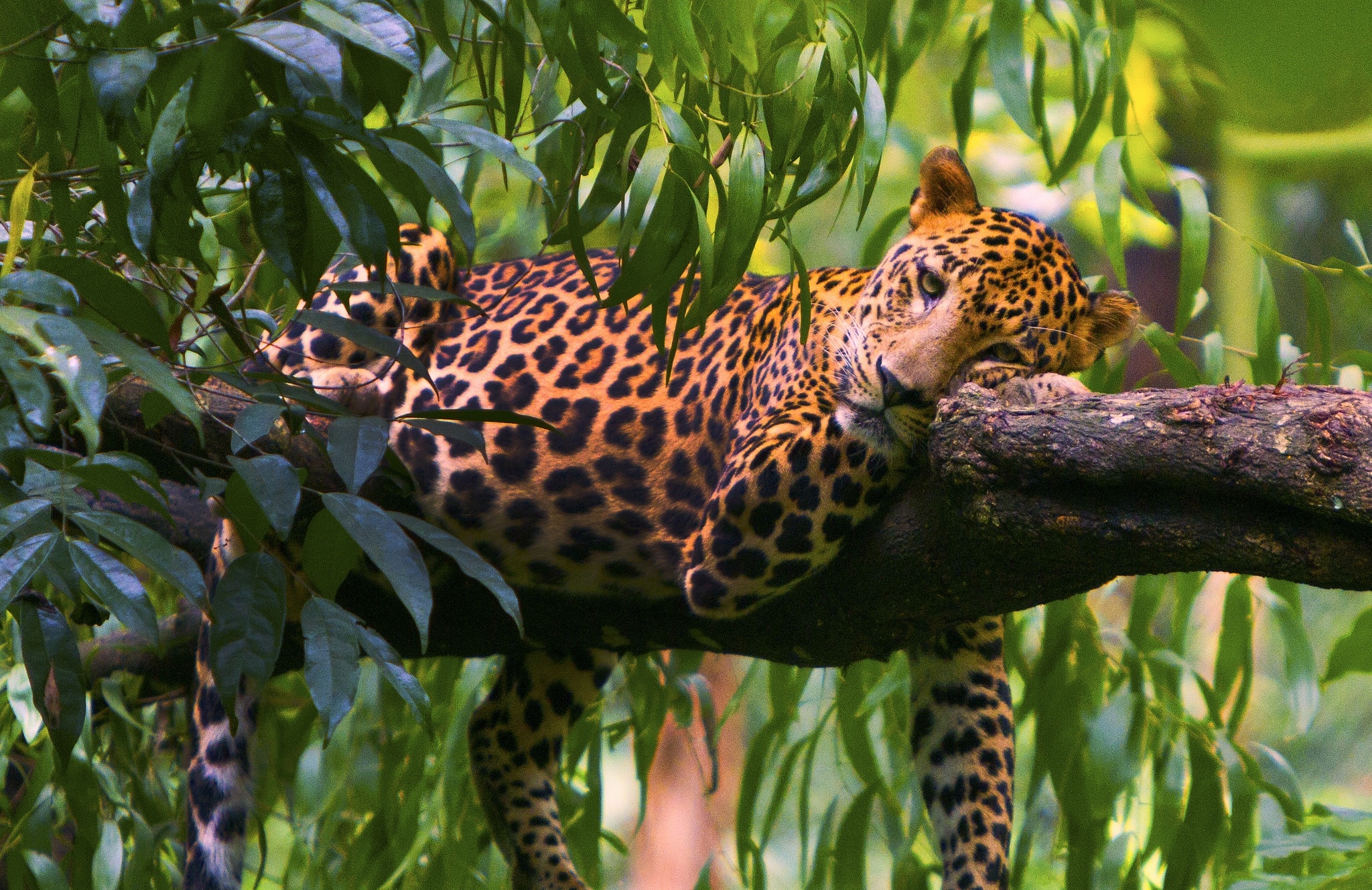Majestic Leopard HD Wallpaper: Nature’s Stealth and Beauty Unleashed