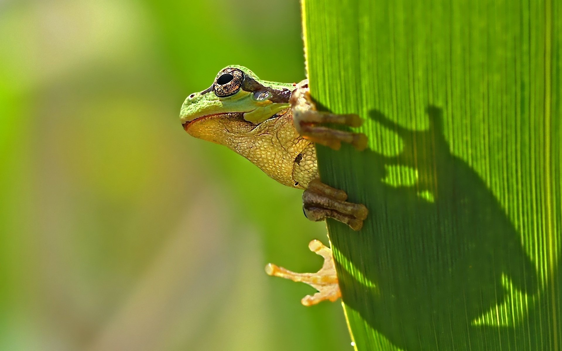 Vibrant HD Frog Portrait: Nature’s Amphibian Wonder