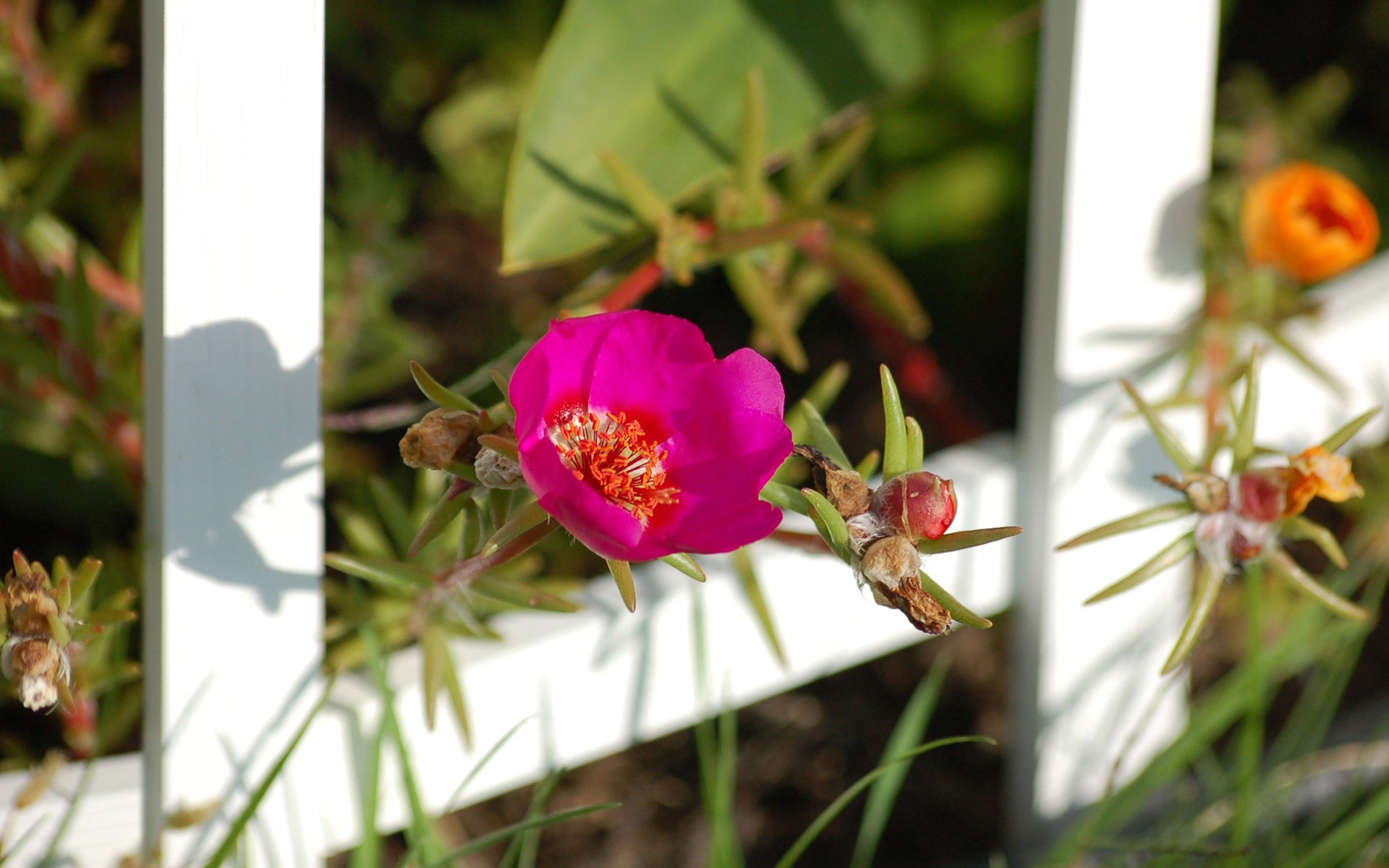 Moril-miniature garden by Moril