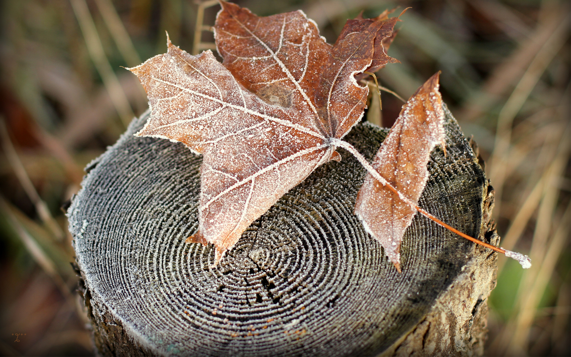Download Nature Leaf HD Wallpaper