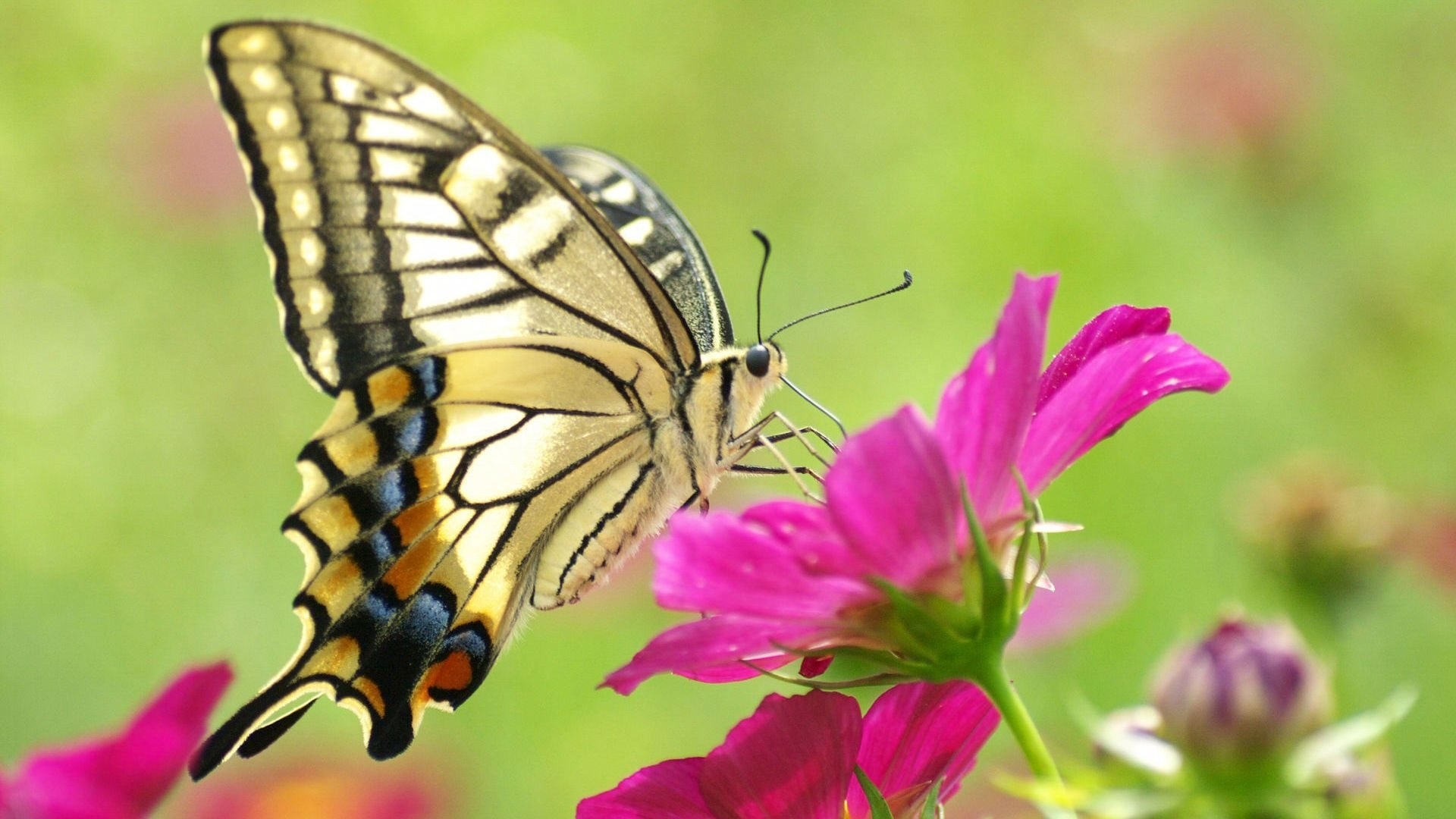 Download Animal Butterfly HD Wallpaper