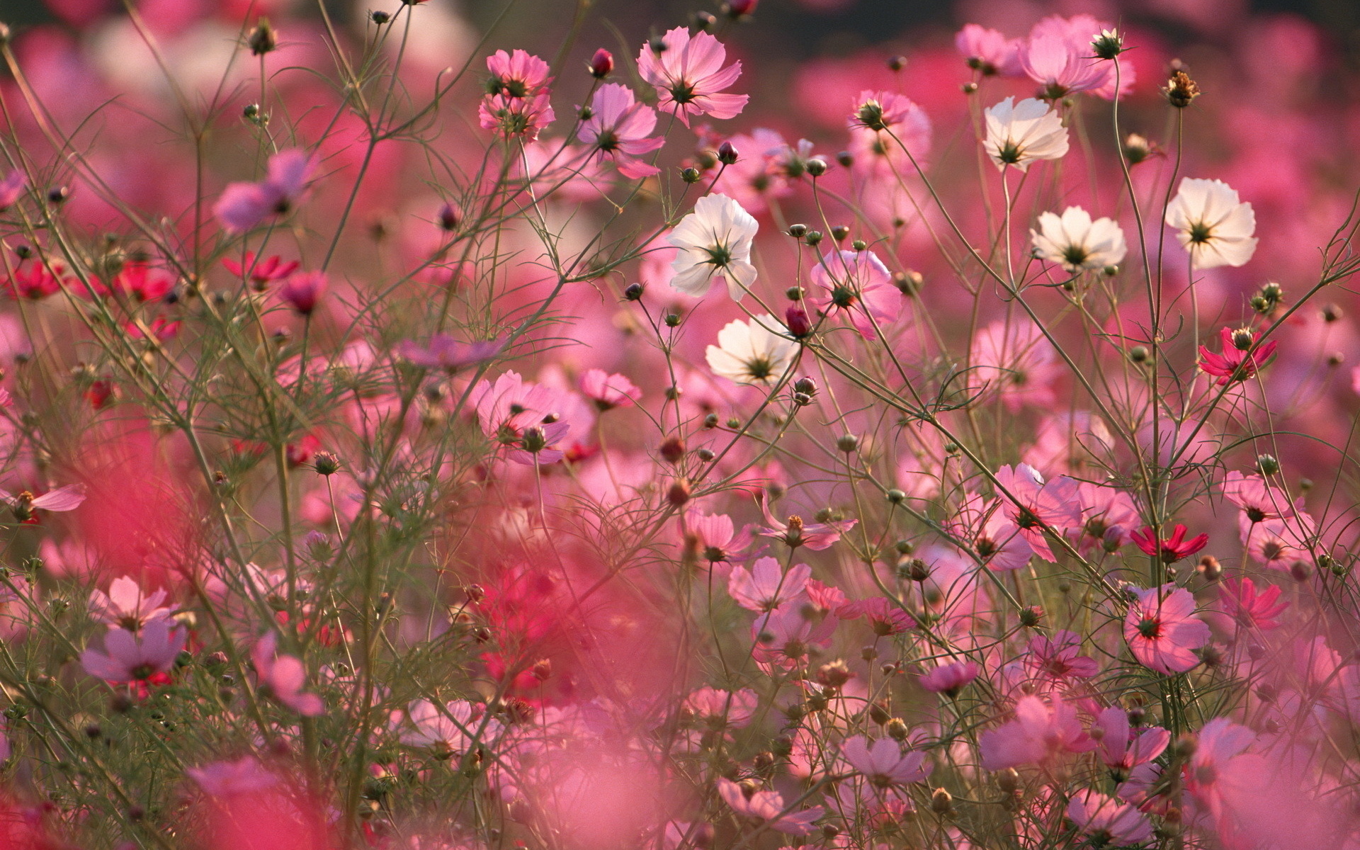 Download Nature Flower HD Wallpaper