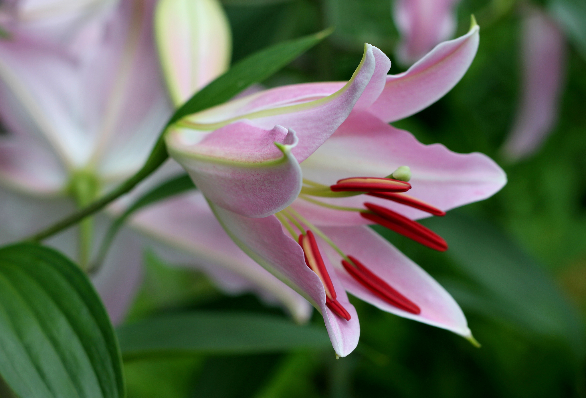 HD Lily Blossom: Nature's Elegant Flower Close-Up