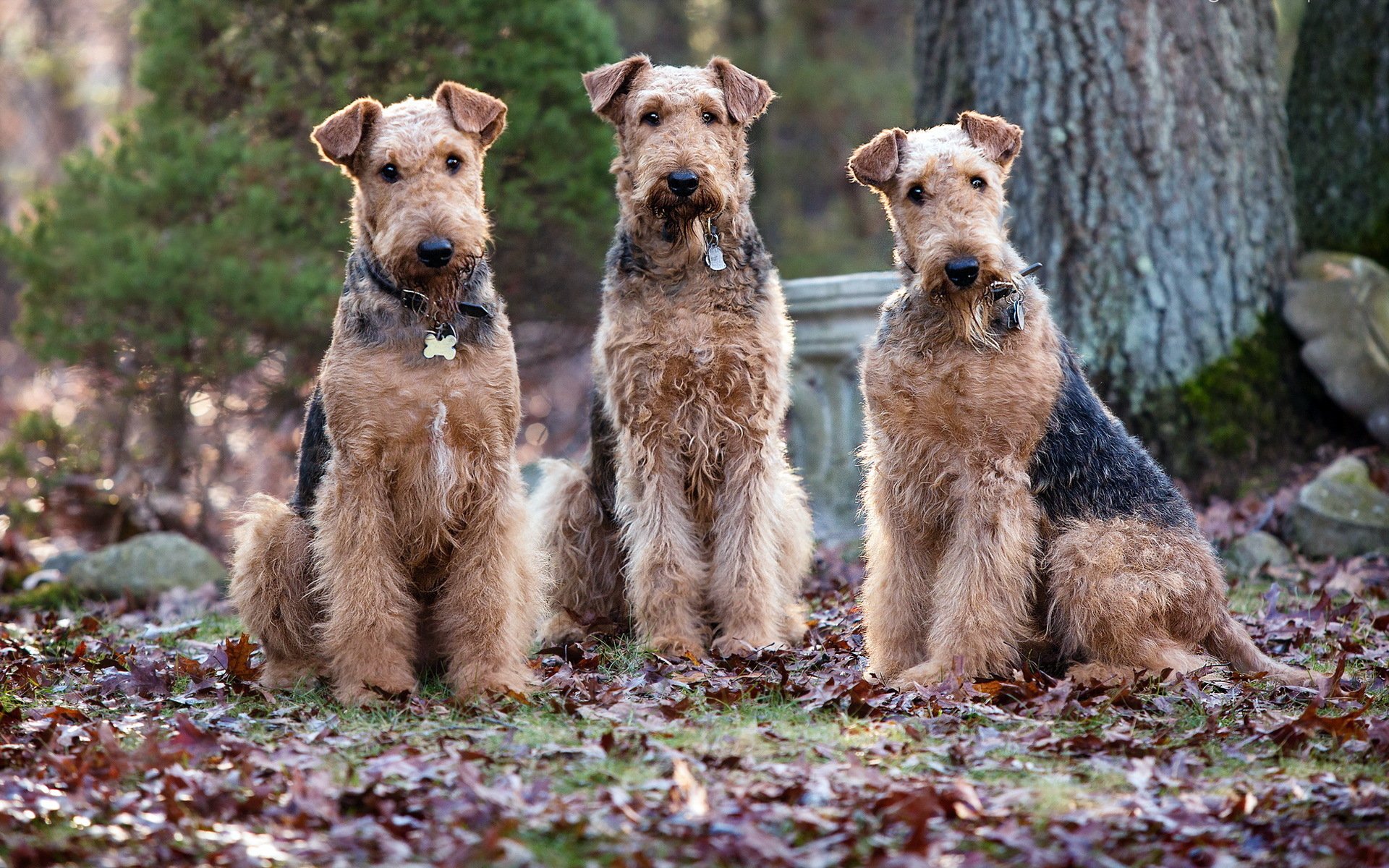 Majestic Airedale Terrier Trio – HD Animal Wallpaper Excellence