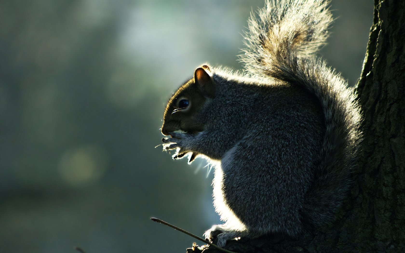 Download Animal Squirrel Wallpaper