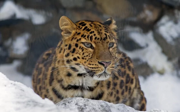 Leopard Majesty HD Wallpaper