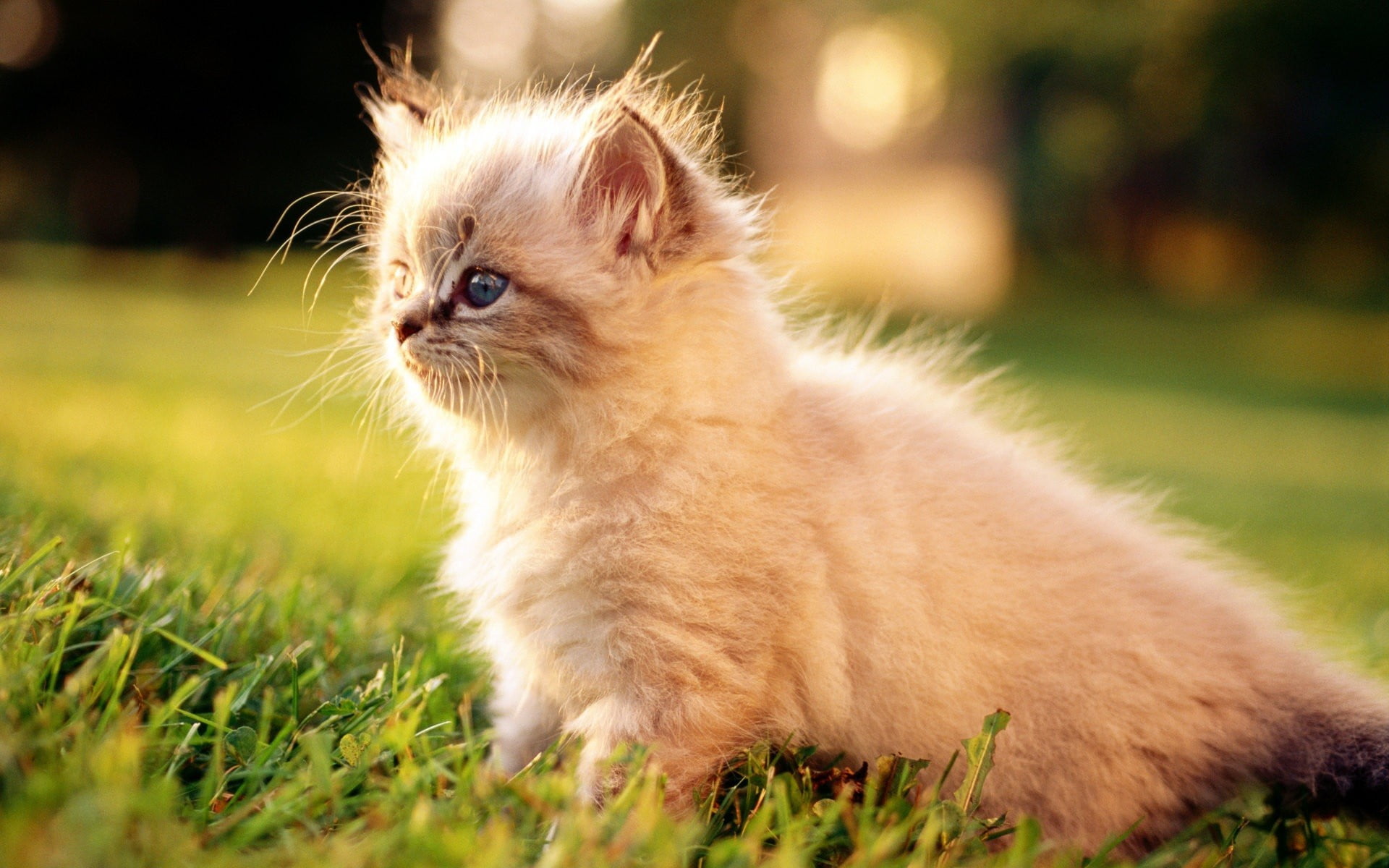 Animal Cat HD Wallpaper