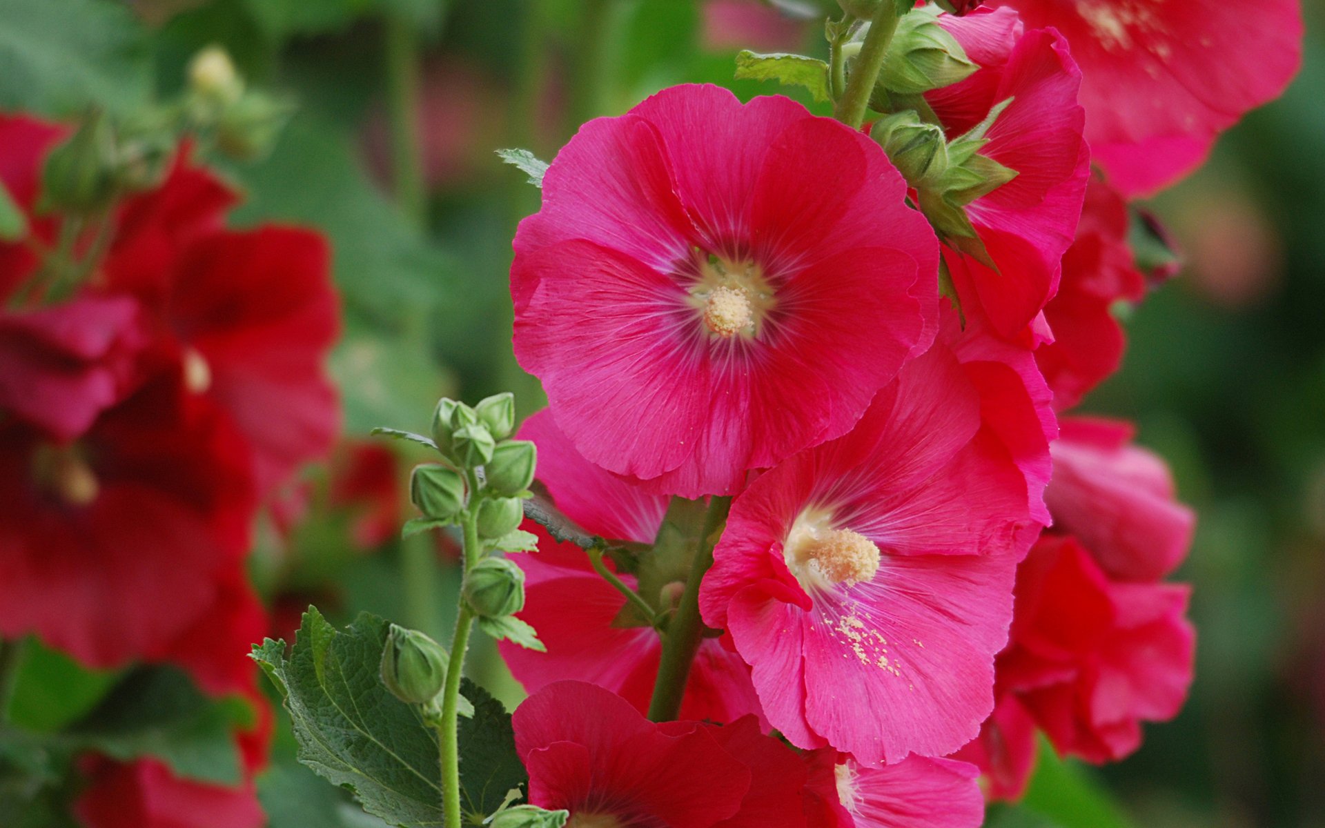 Moril-rose trémière by Moril