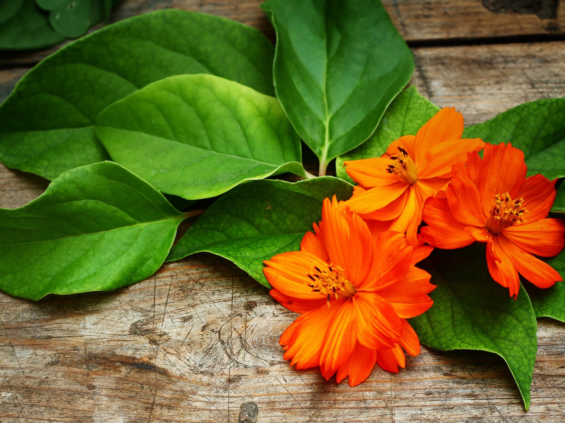 Download Nature Flower 4k Ultra HD Wallpaper
