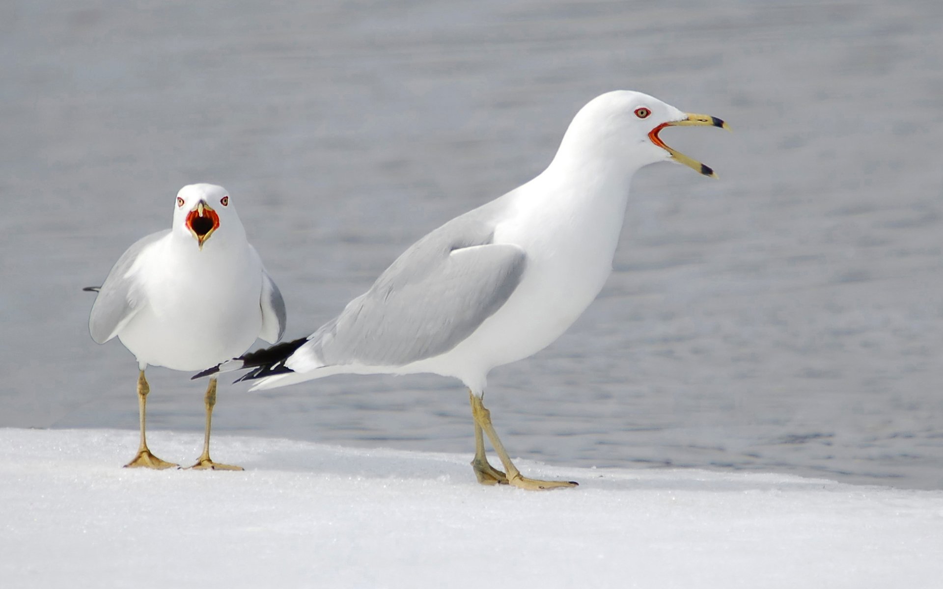 Moril-loud and clear by Moril