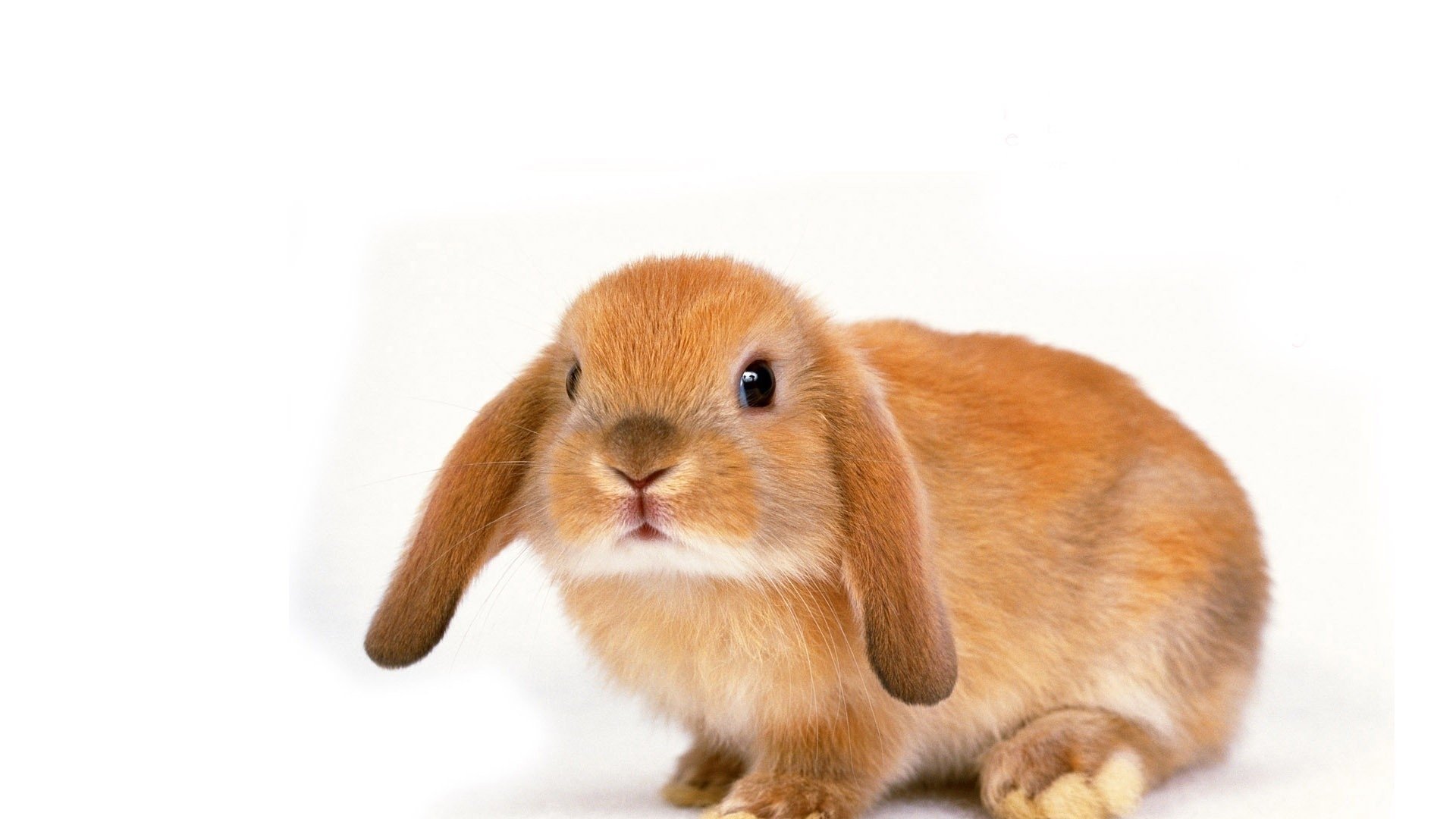 Download Animal Rabbit HD Wallpaper