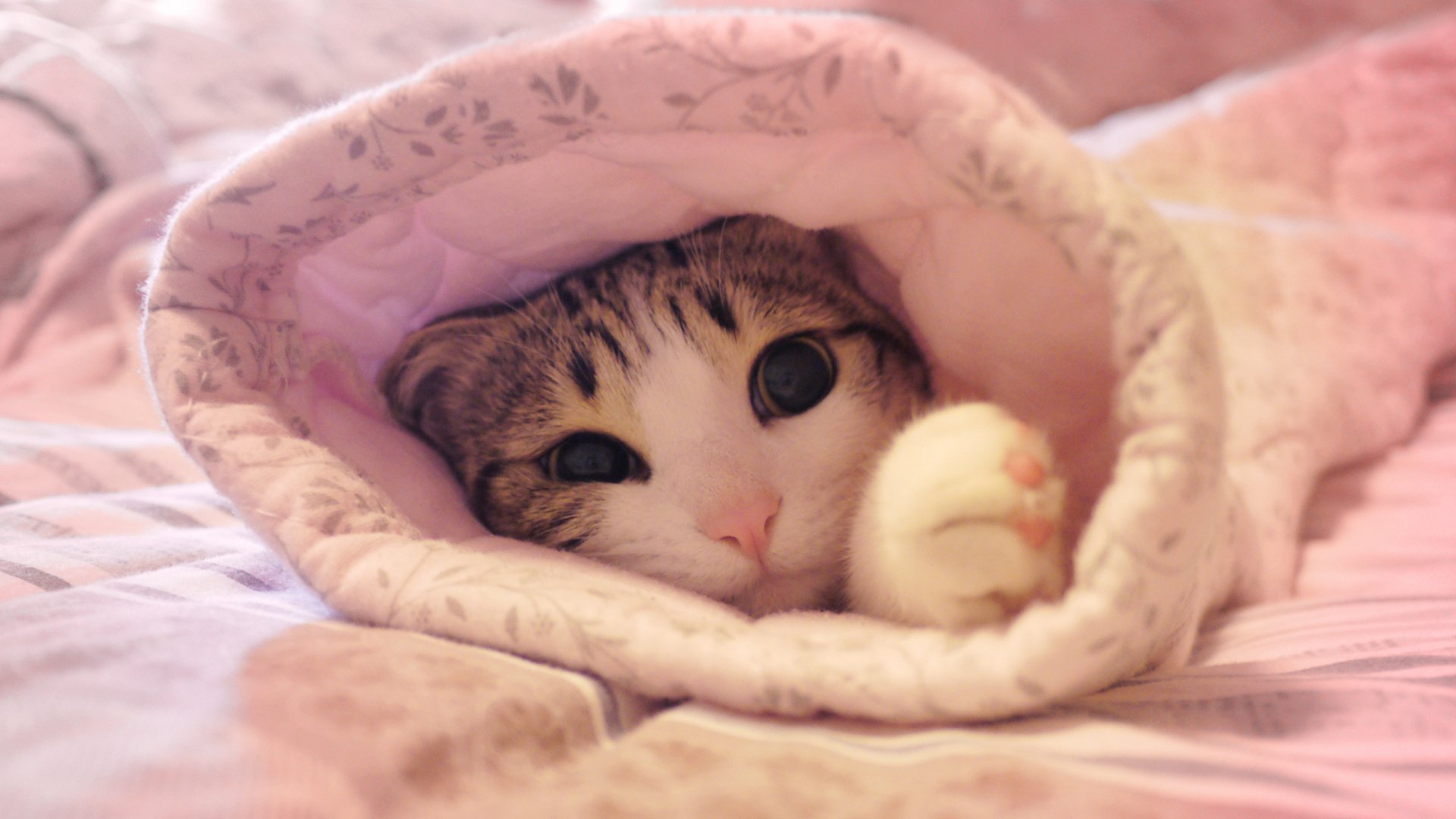 Cozy Cat HD Wallpaper: A Purr-fect Snuggle Moment