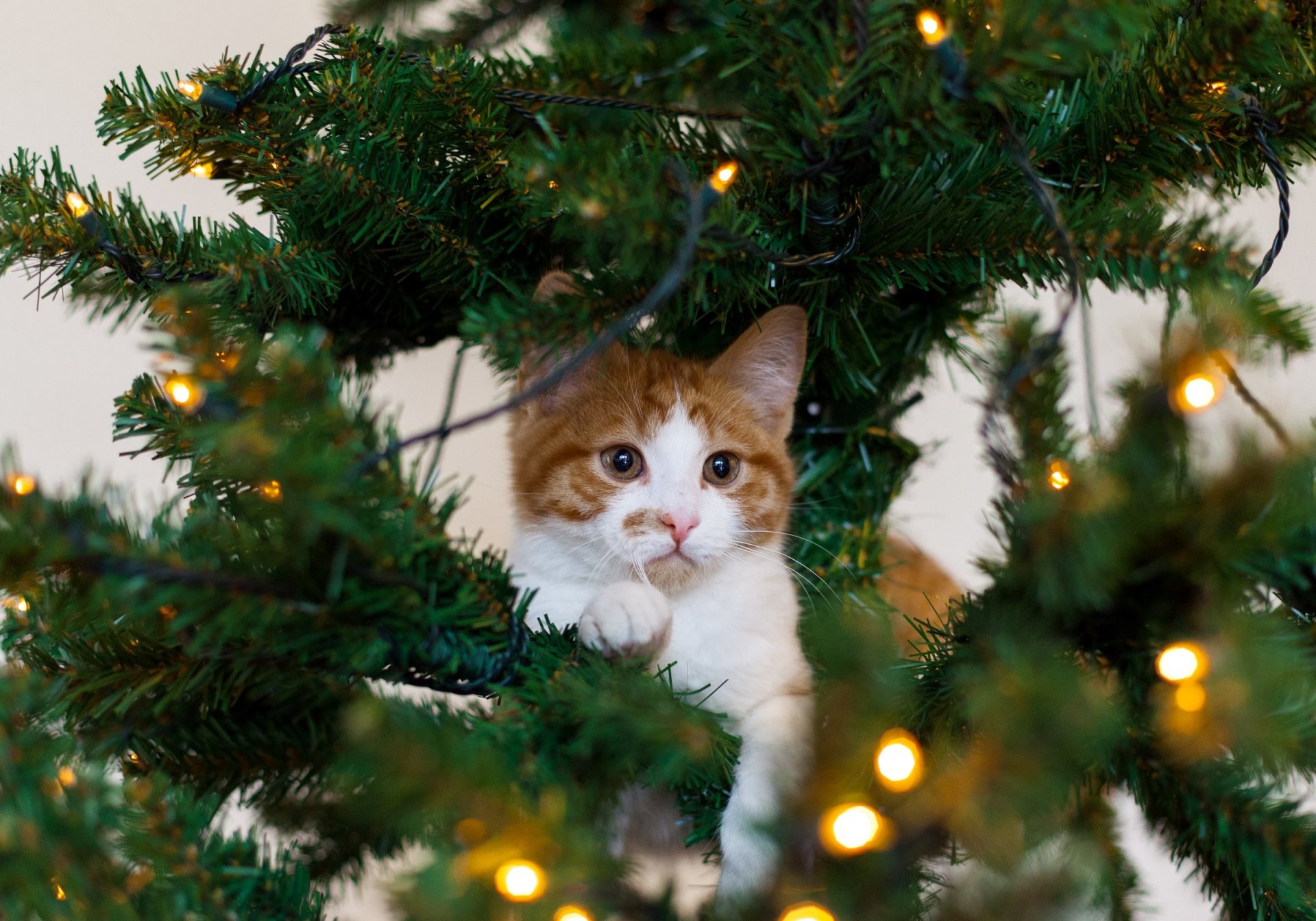 Cozy Cat in a Christmas Tree - HD Wallpaper