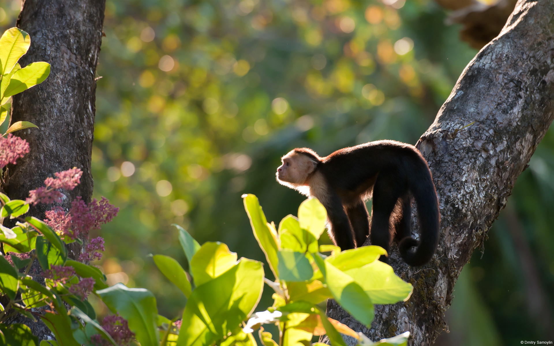 Download Animal Monkey HD Wallpaper
