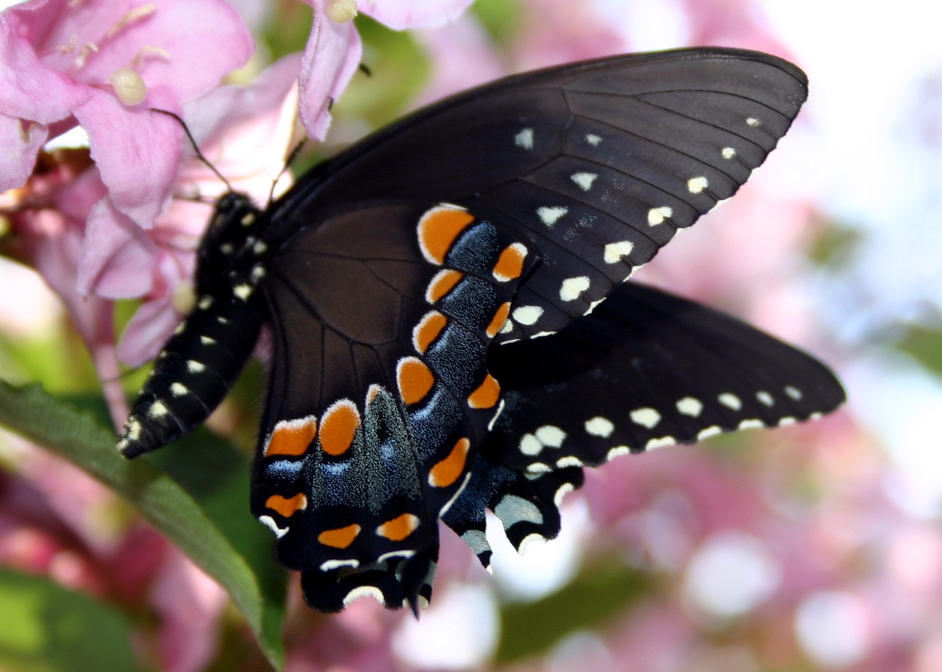 Download Animal Butterfly Wallpaper