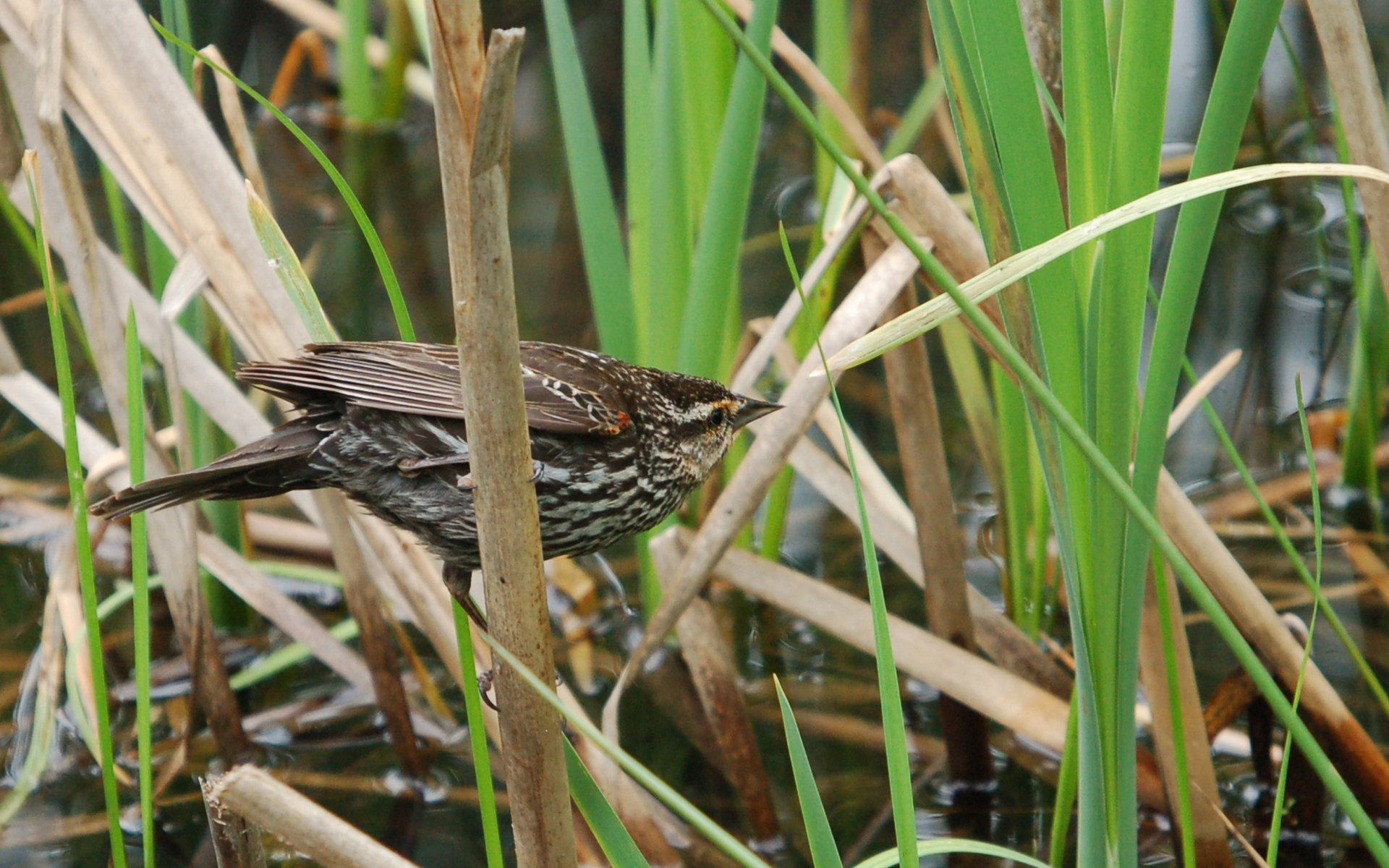 Moril-femelle carouge by Moril