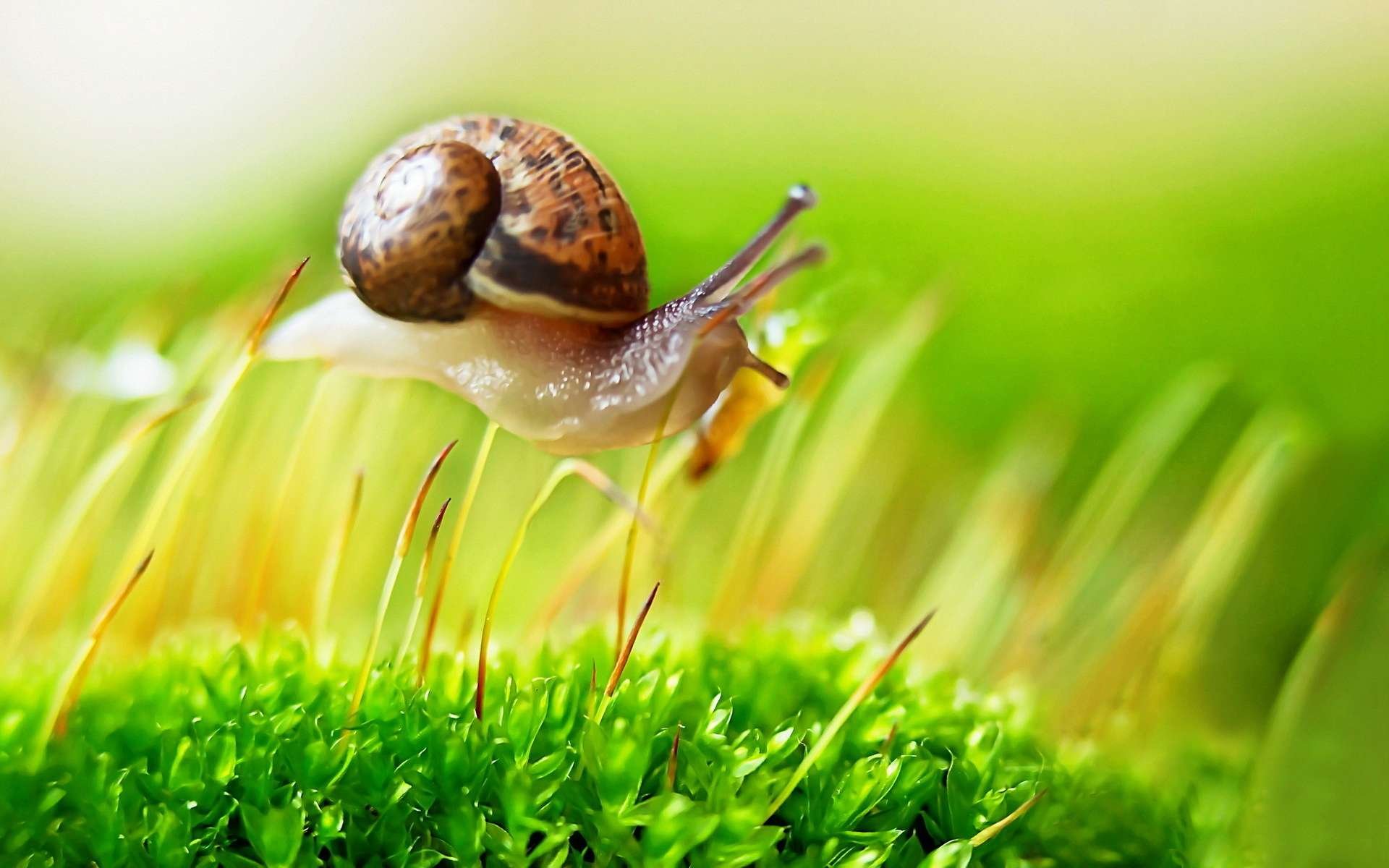 Download Animal Snail HD Wallpaper