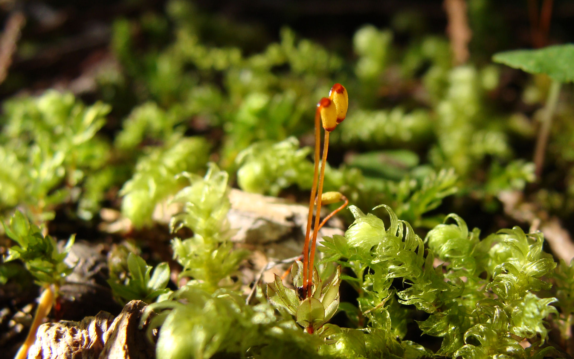 Blooming Moss by beadknitter