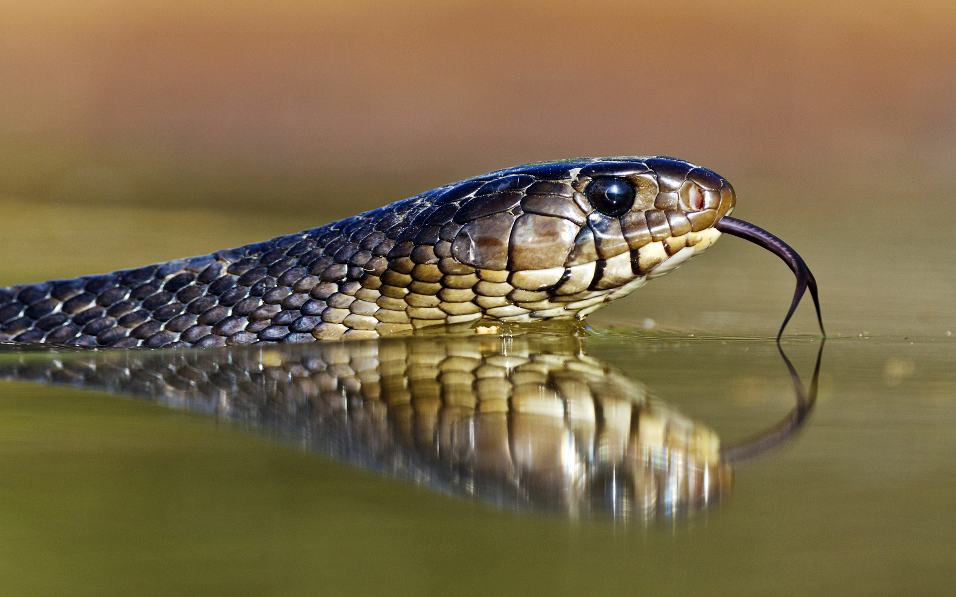 Download Animal Snake HD Wallpaper