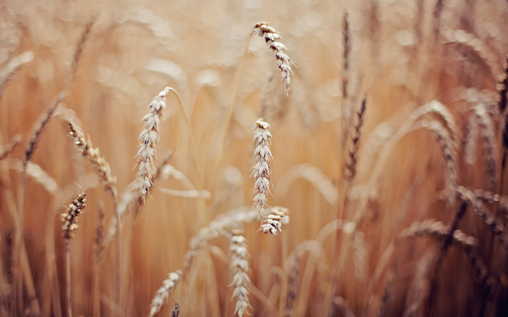 Download Nature Wheat HD Wallpaper