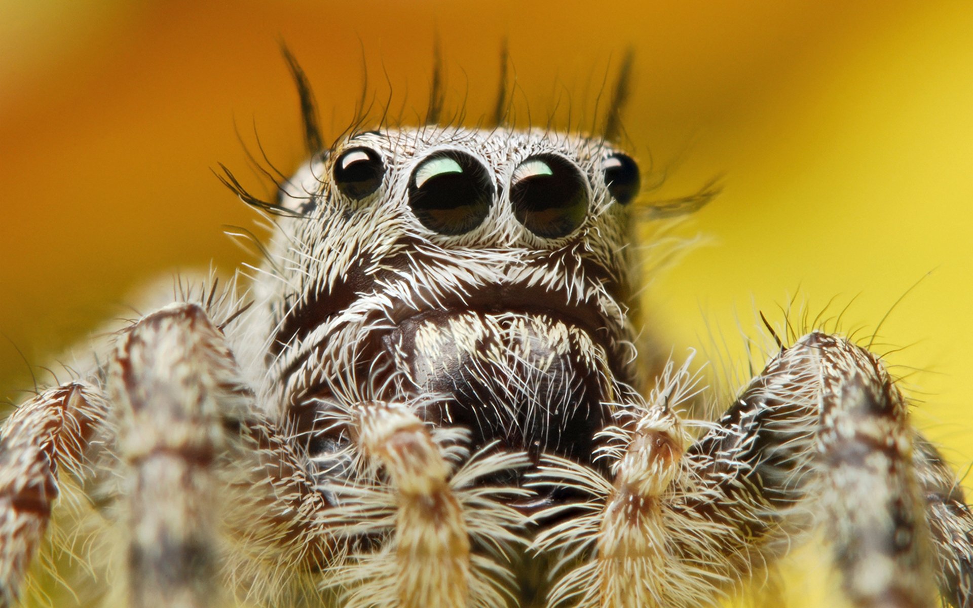 Download Jumping Spider Animal Spider HD Wallpaper