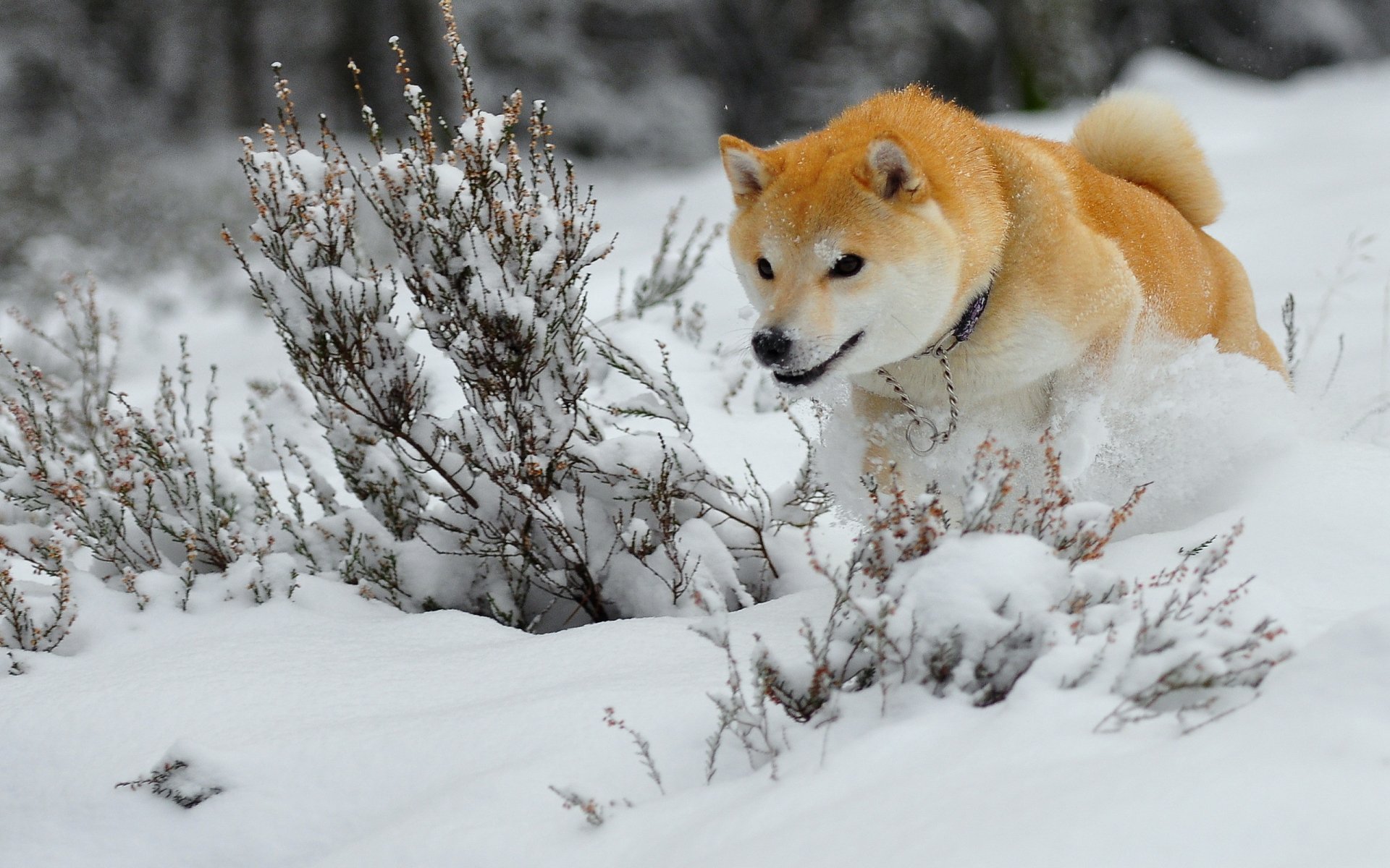 Charming Dog in Snowy Landscape - HD Wallpaper | 2560x1600 | Wallpaper ...