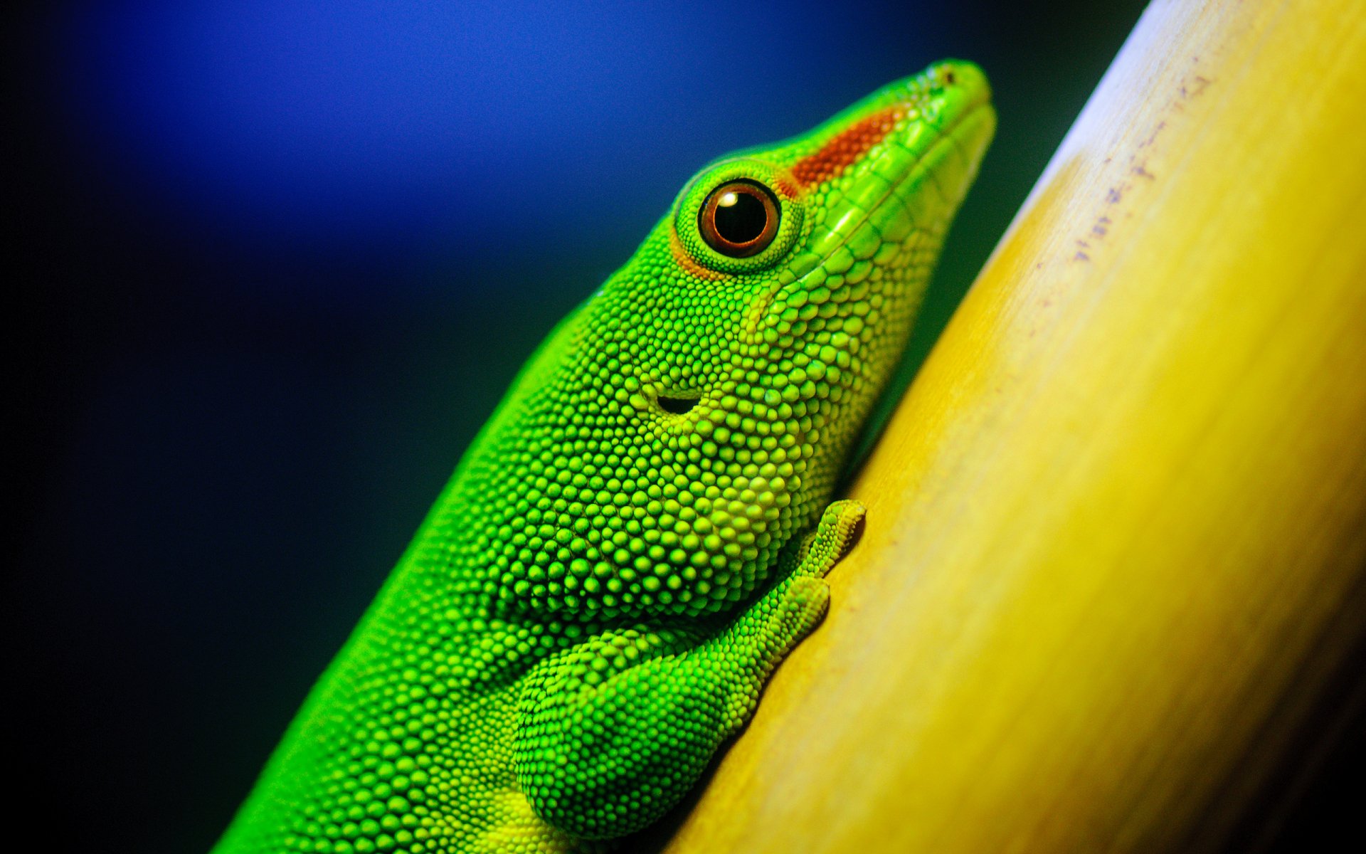 Vibrant Gecko Close-Up HD Wallpaper