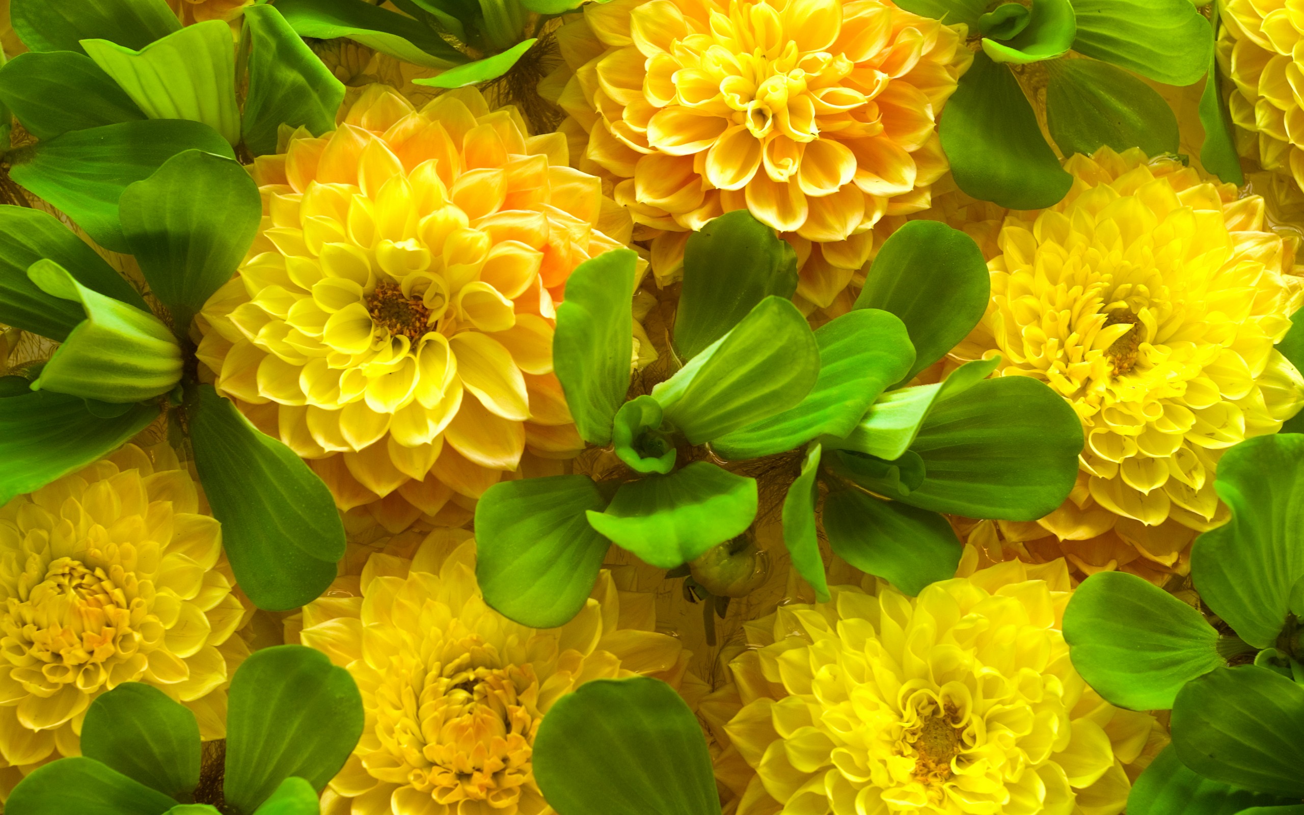 Download Nature Flower HD Wallpaper