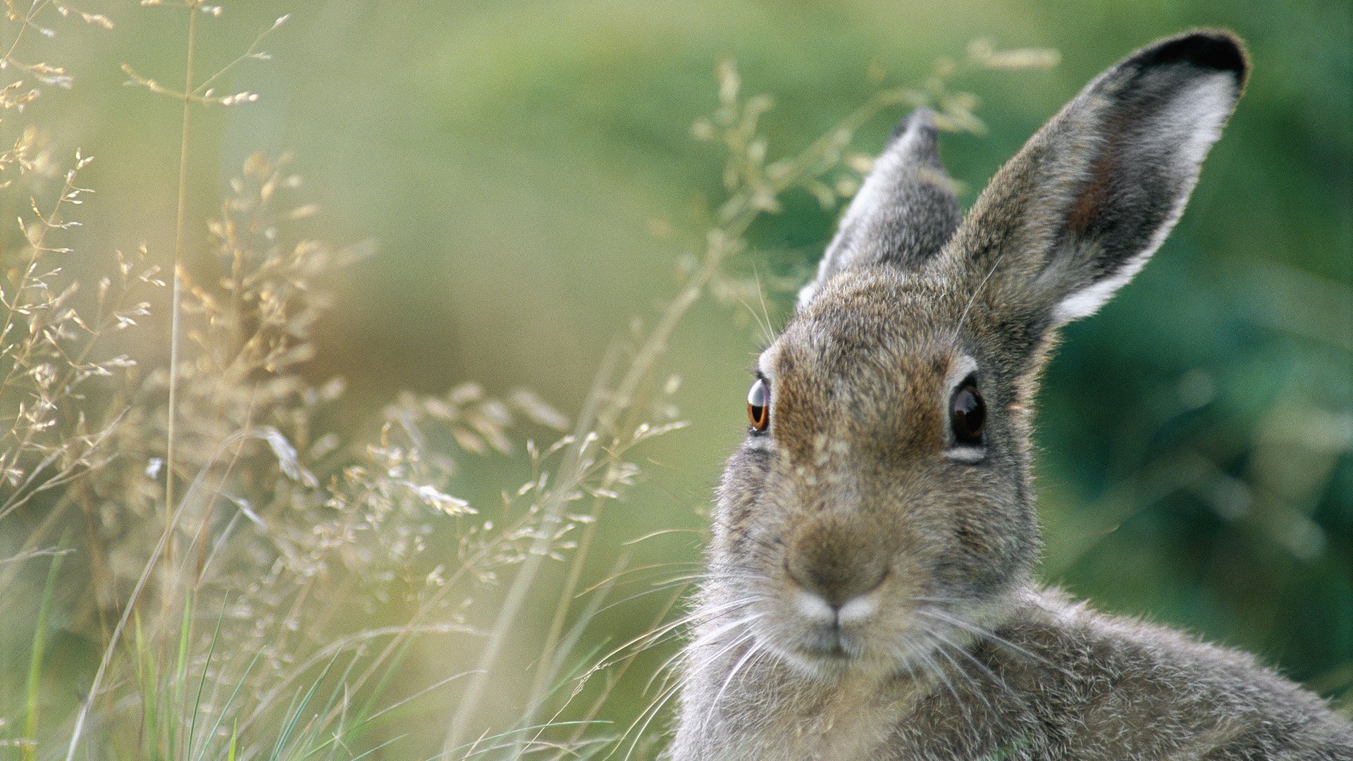 Download Animal Hare HD Wallpaper