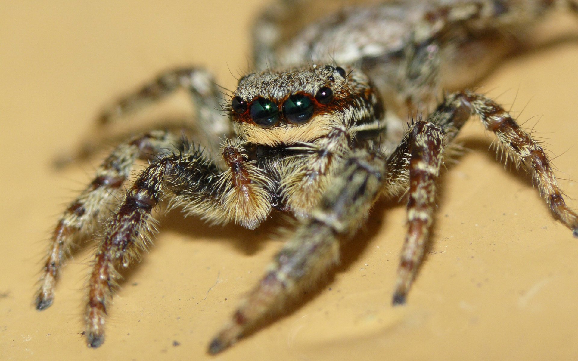 Download Jumping Spider Animal Spider HD Wallpaper