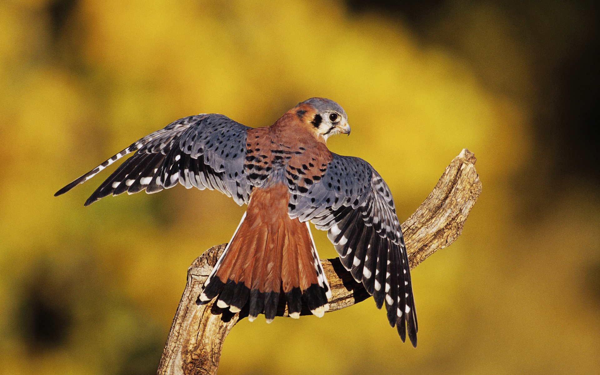 Majestic Hawk in Flight – HD Animal Bird Wallpaper