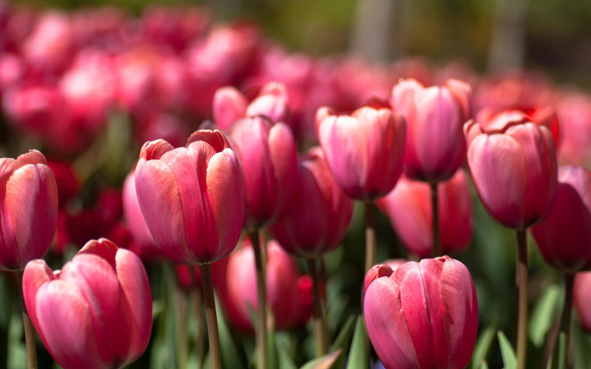 Download Flower Nature Tulip HD Wallpaper