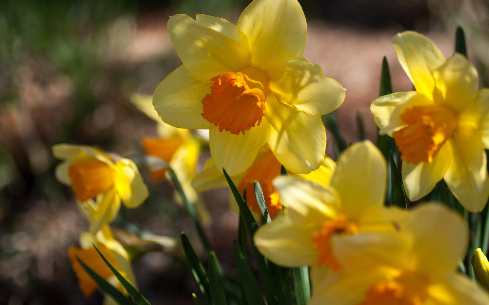 Download Flower Nature Daffodil HD Wallpaper | 1920x1200 | Wallpaper Abyss