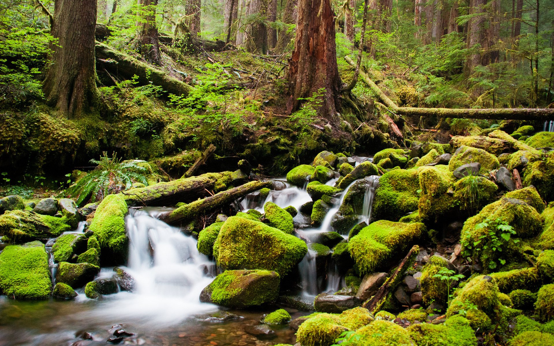 Mossy Woodland Stream — HD Nature Wallpaper | 1920x1200 | Wallpaper Abyss