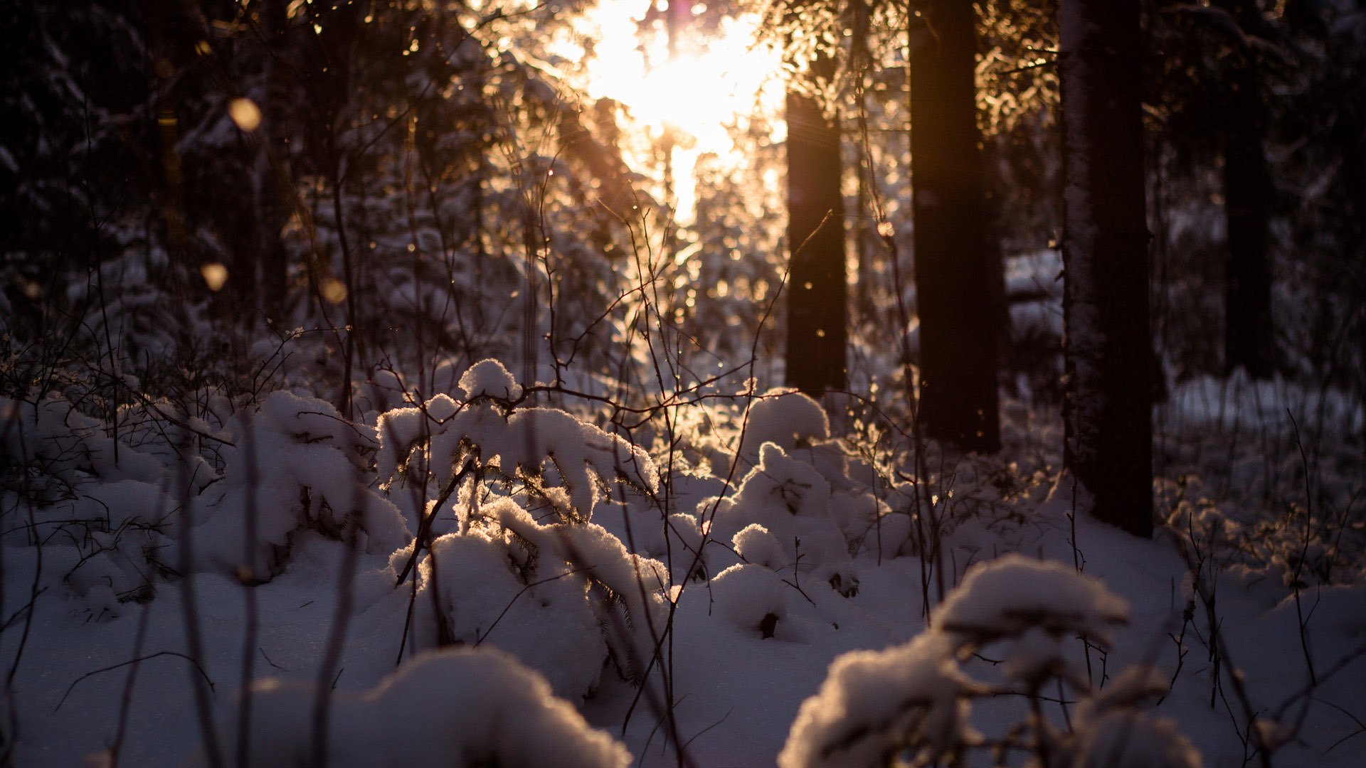 Winter Glow: HD Nature Wallpaper Showcasing Snowy Forest Serenity