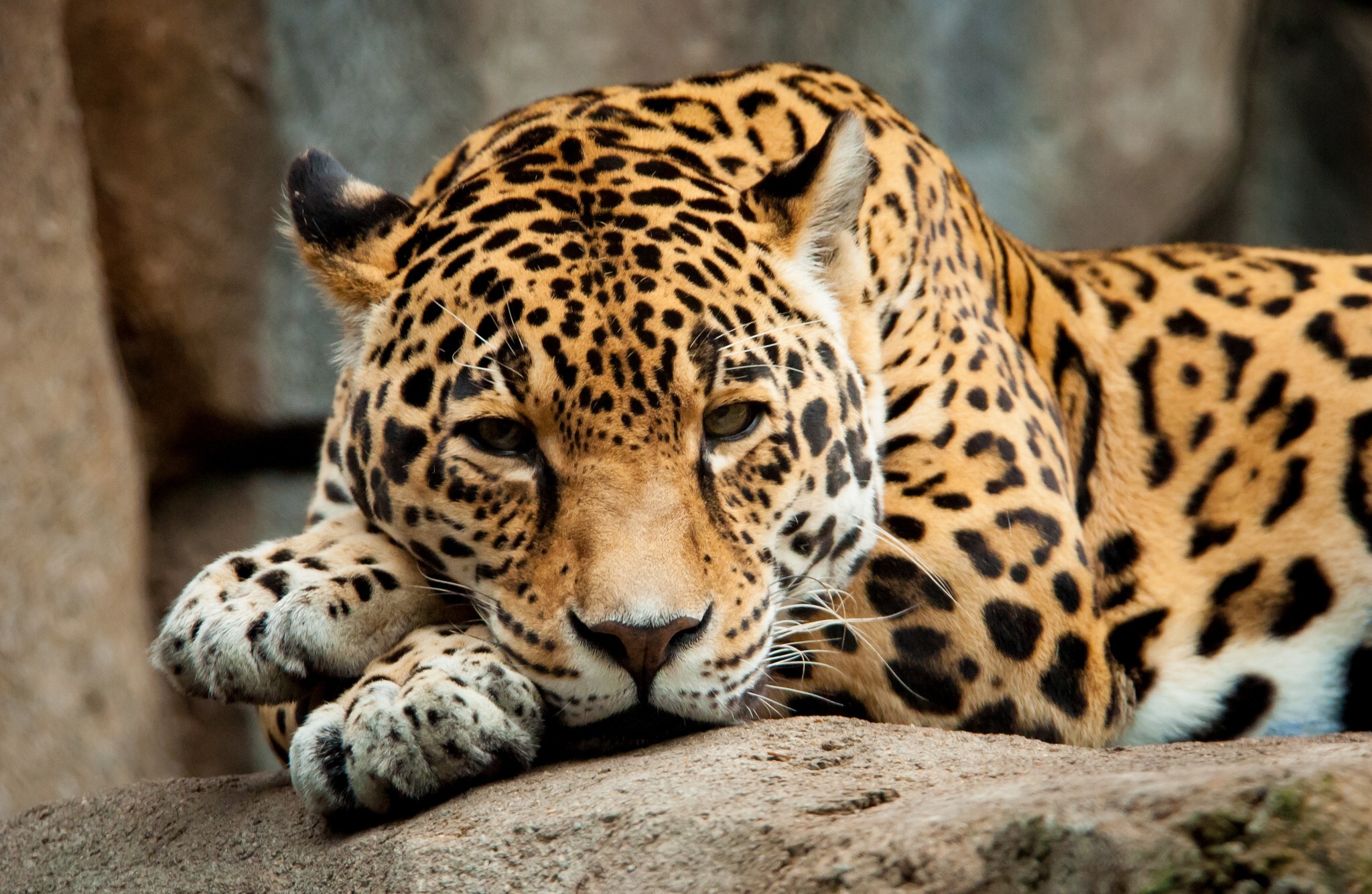 Animal Leopard HD Wallpaper