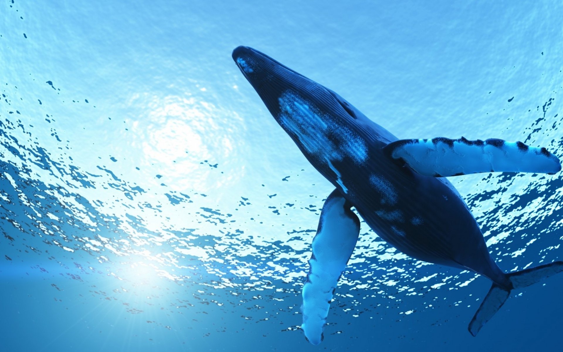 Majestic Whale Underwater HD Wallpaper