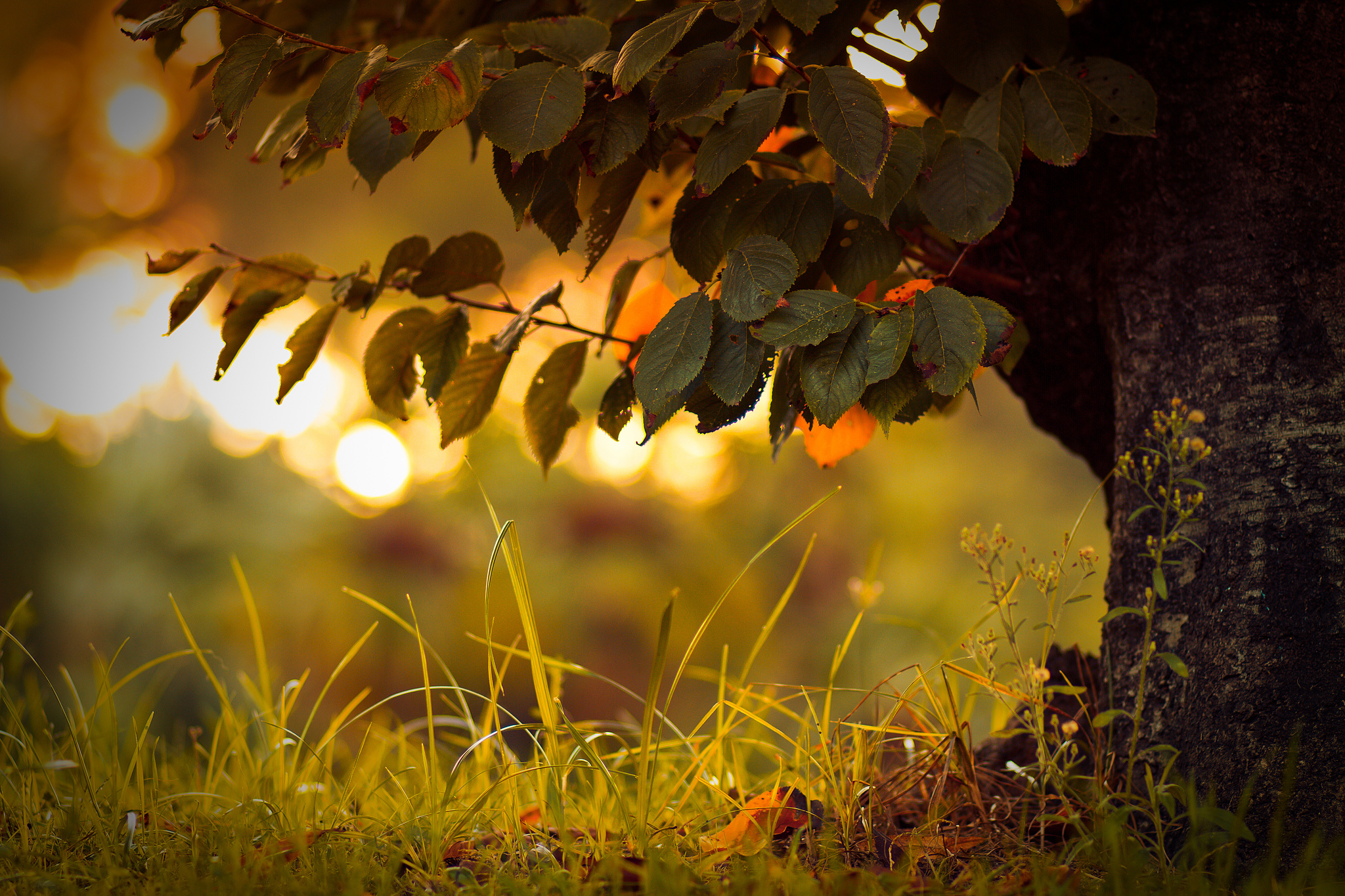 Download Nature Tree HD Wallpaper